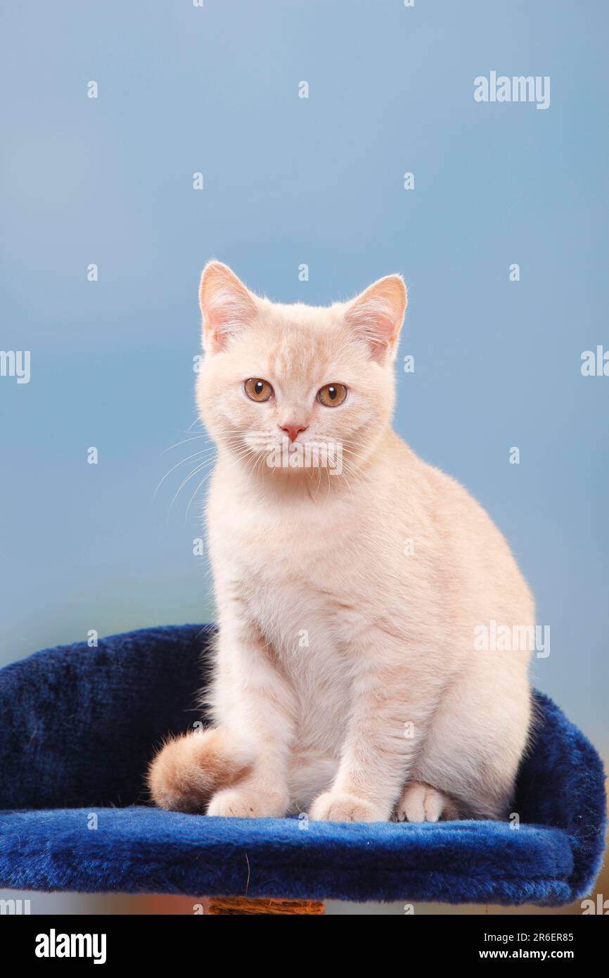 British shorthair cat kitten cream hi-res stock photography and images ...