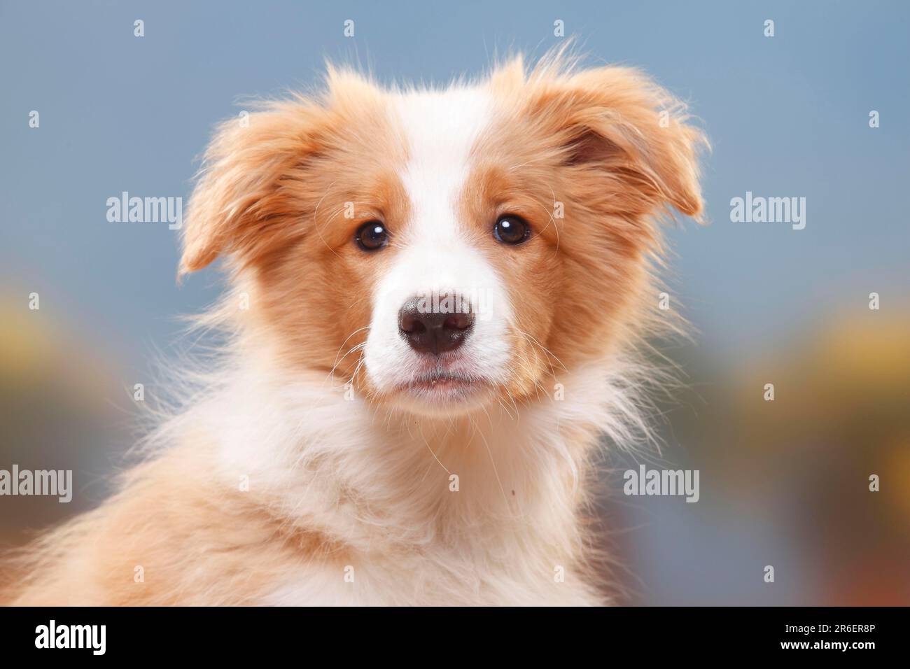 Border Collie, puppy, 14 weeks, Australian red and white Stock Photo ...
