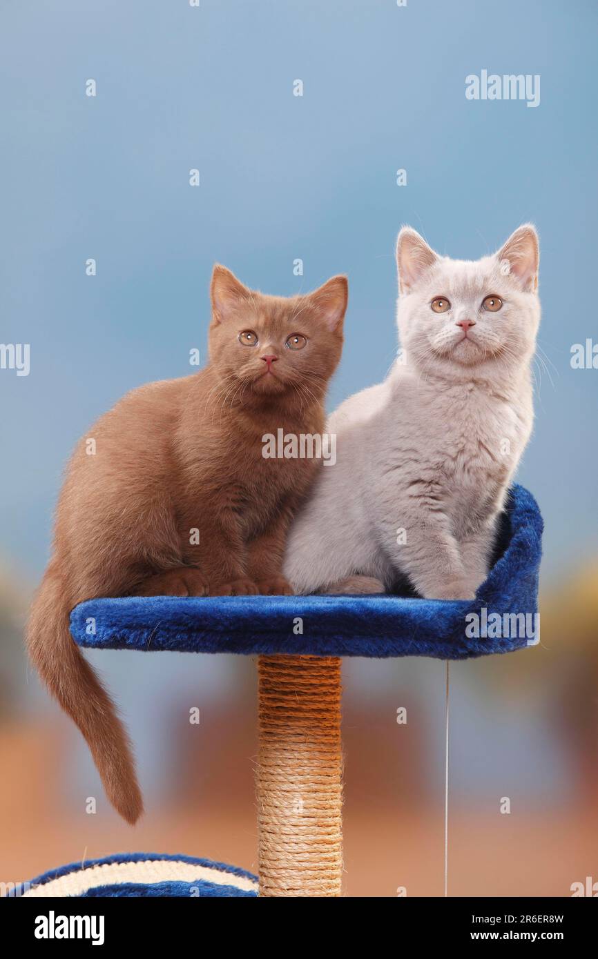 British shorthair cats, kittens, cinnamon and fawn, 3 months, BKH ...