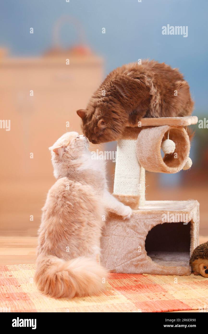 British Longhair, Couple, British Longhair Cat, Highlander, Lowlander ...