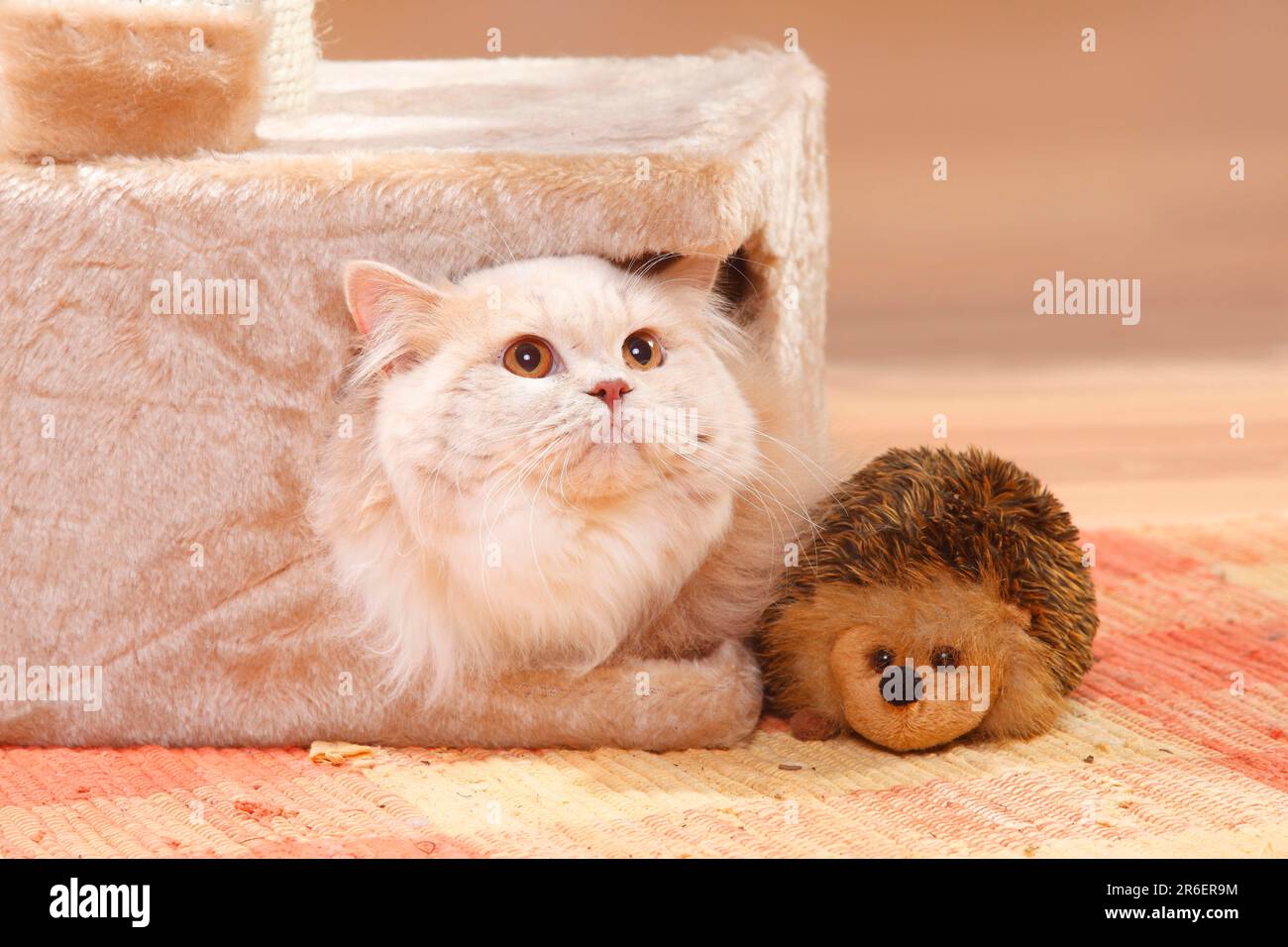 British Longhair, Male, Cream White, British Longhair Cat, Highlander ...