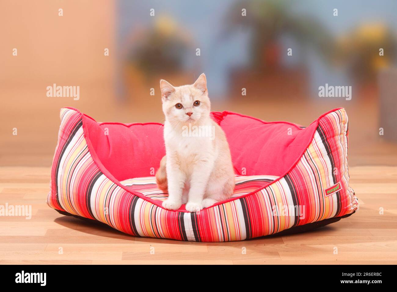 British shorthair cat, kitten, cream-white, 4 months Stock Photo - Alamy
