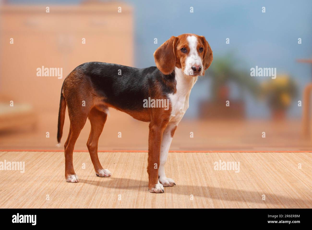 German Bracke, male, 6 months, young dog Stock Photo - Alamy