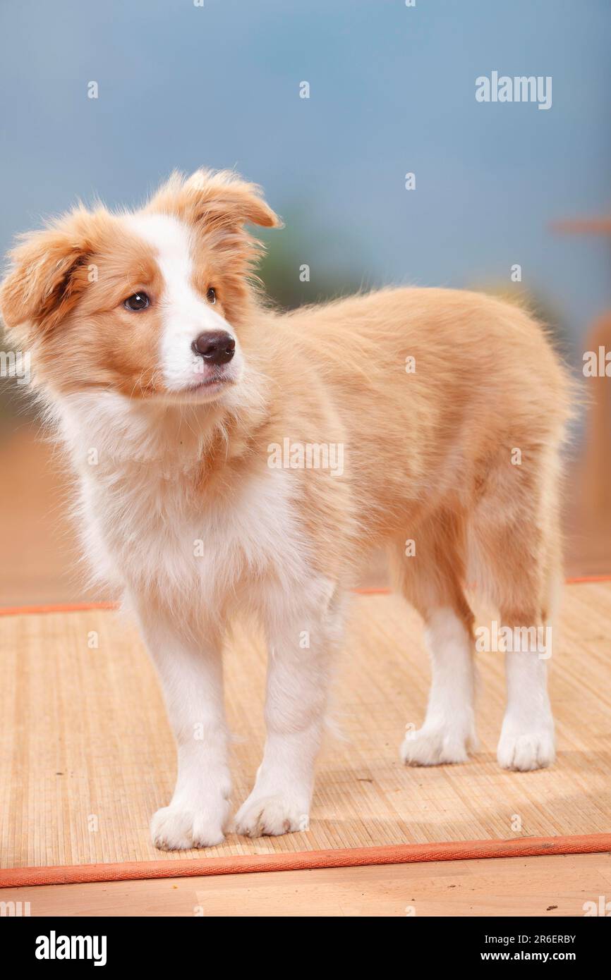 Border Collie Rosso Australiano Immagini Stock Il Pastore