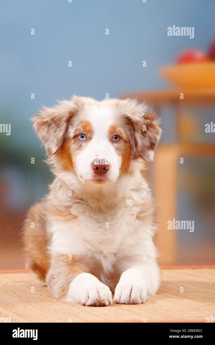 Red merle face hi-res stock photography and images - Alamy