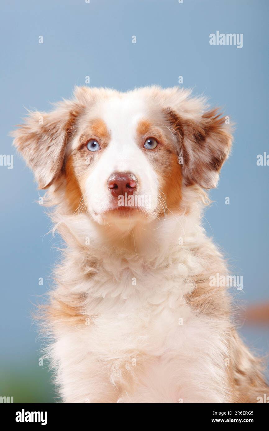 Australian Shepherd, puppy, red-merle, 19 weeks Stock Photo - Alamy