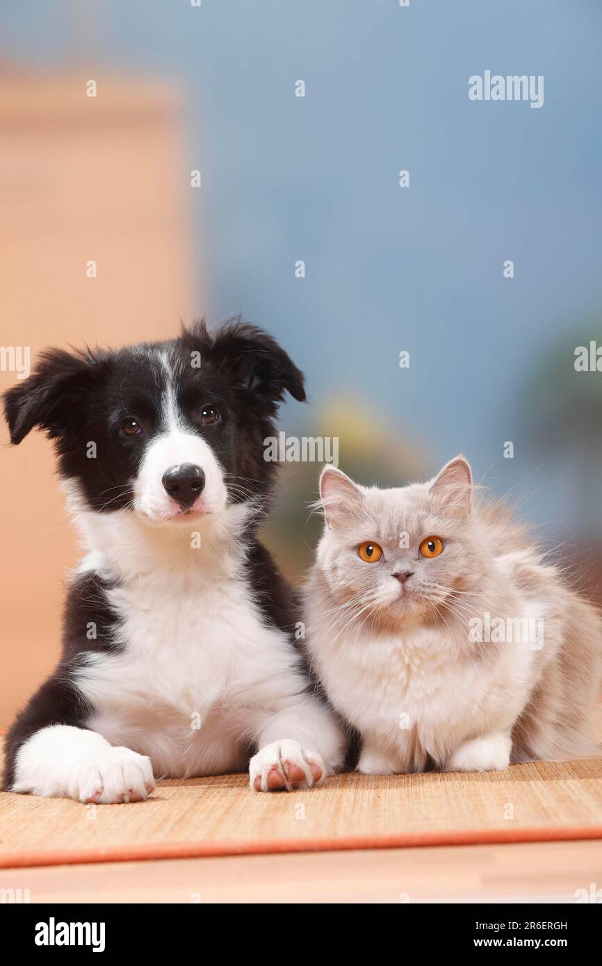 Border collie, puppy, 13 weeks, and British longhair, lilac-white ...