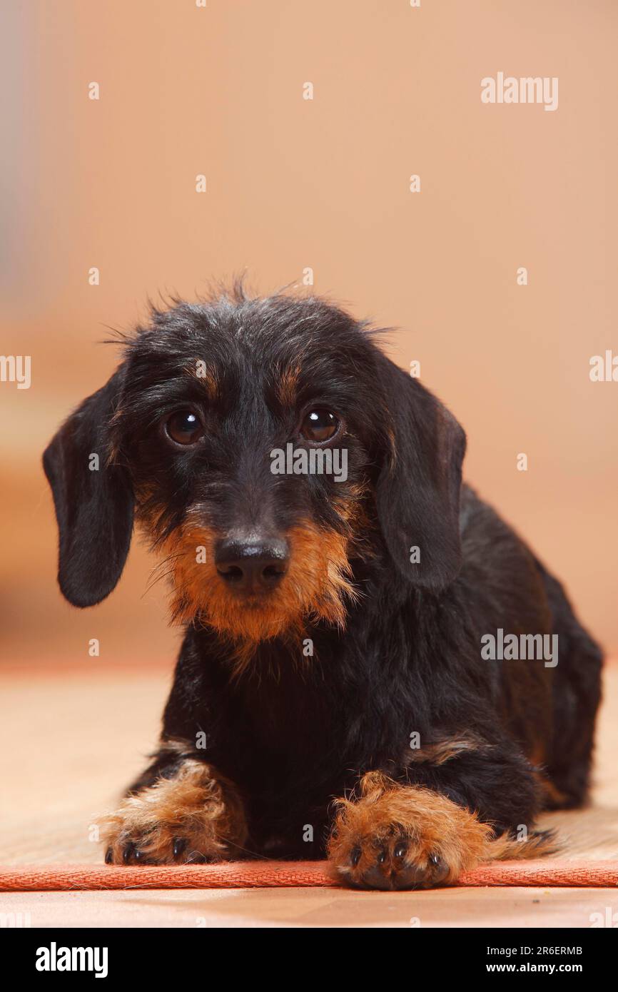 Miniature wirehaired dachshund hi-res stock photography and images - Alamy