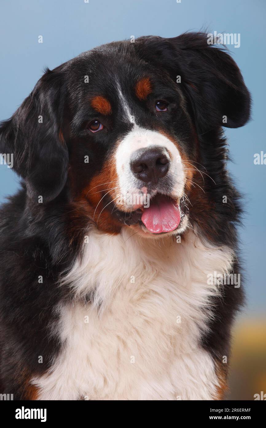 Bernese head hi-res stock photography and images - Alamy