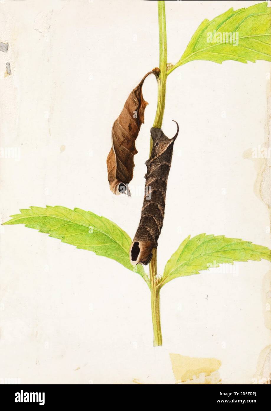 Curled Dead Leaf Mimicking Sphinx Caterpillar, study for book ...