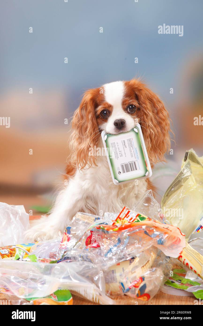 Dog theft awareness hi-res stock photography and images - Alamy
