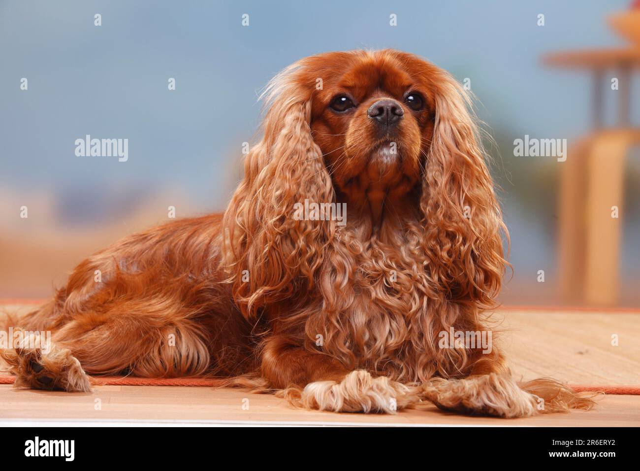 Cavalier King Charles Spaniel, ruby red Stock Photo - Alamy