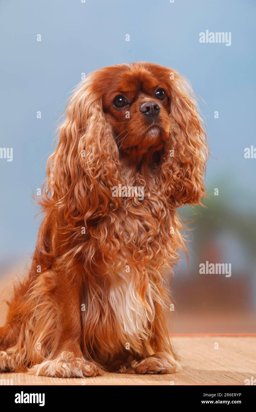 Cavalier King Charles Spaniel, ruby red Stock Photo - Alamy