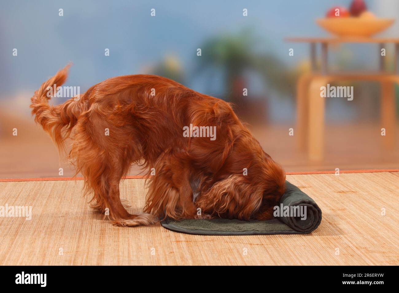 Cavalier King Charles Spaniel, ruby, rolls out blanket, roll out, trick ...