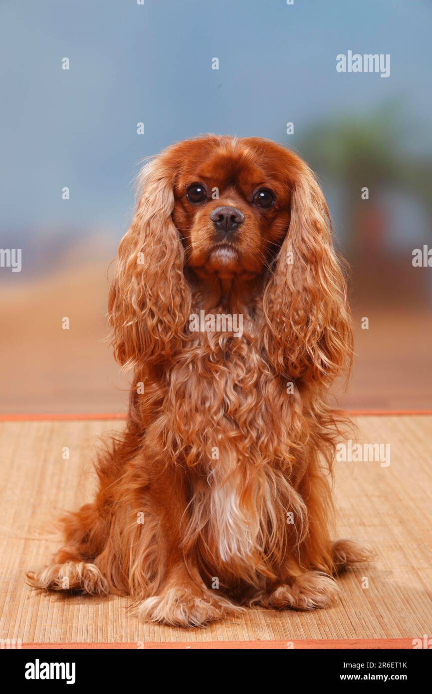 Cavalier King Charles Spaniel, ruby red Stock Photo - Alamy