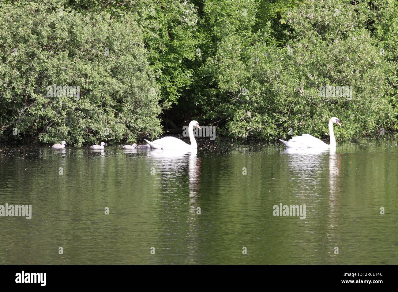 Cygnet street hi-res stock photography and images - Alamy