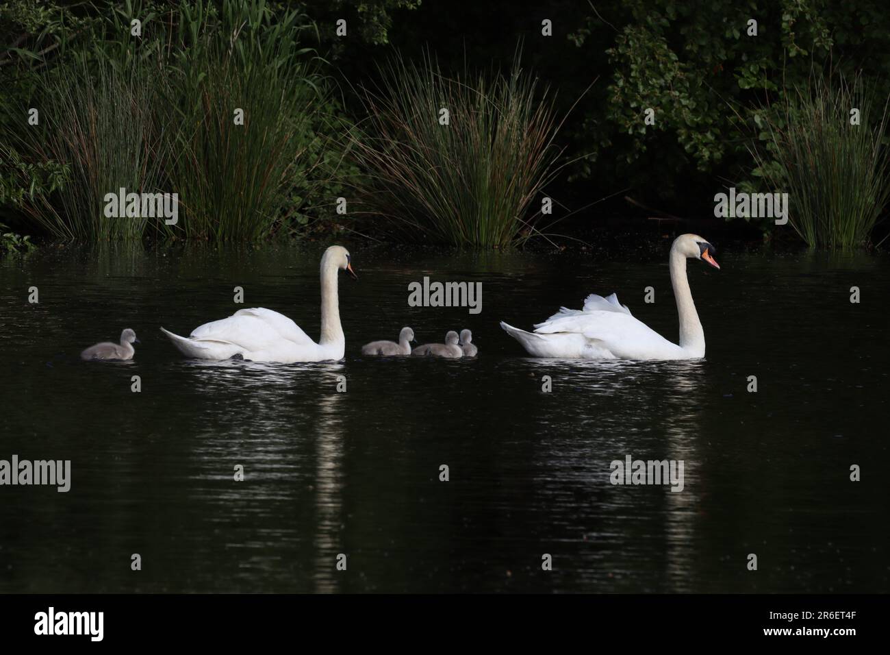 Cygnet street hi-res stock photography and images - Alamy