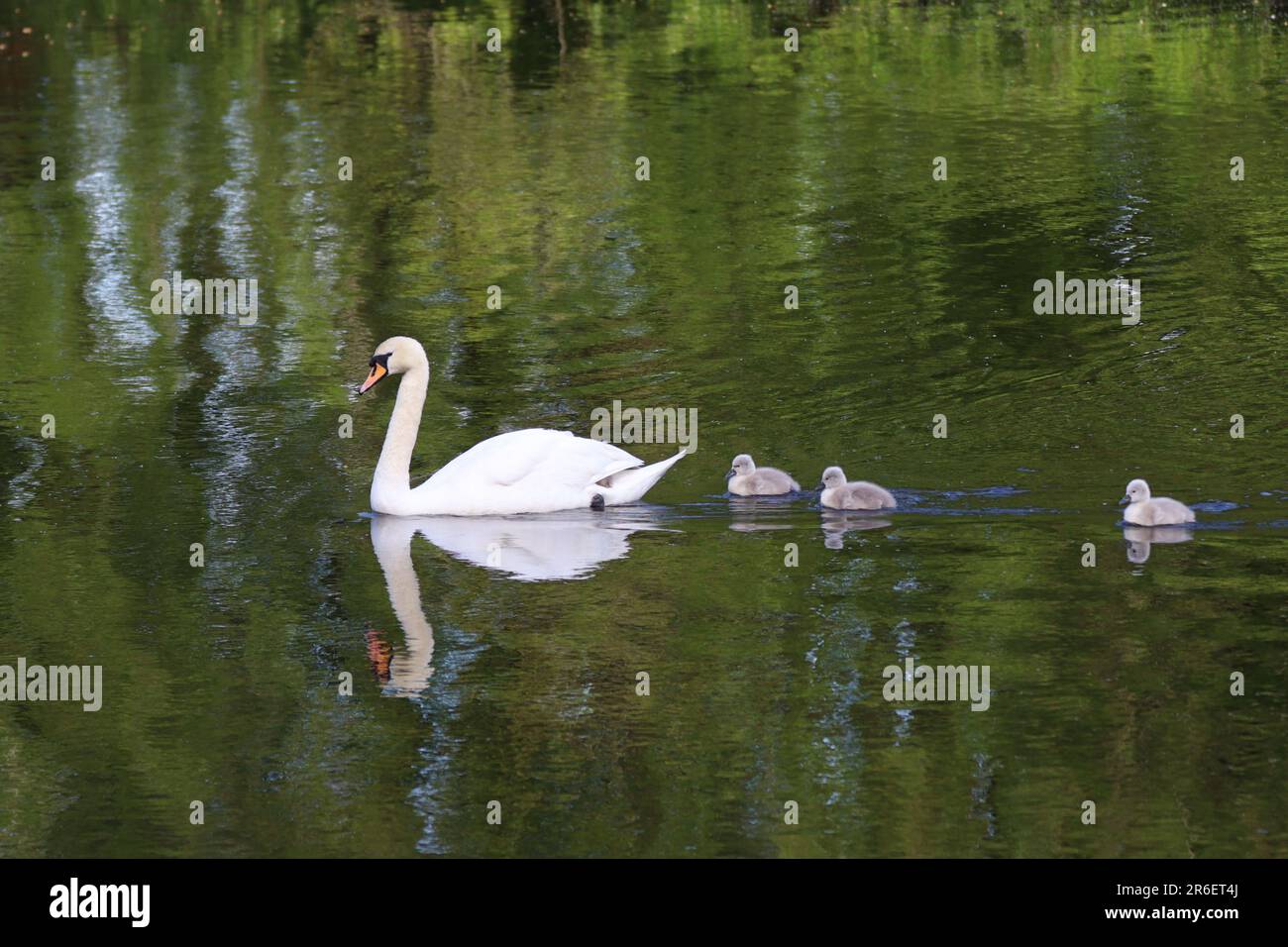 Cygnet street hi-res stock photography and images - Alamy