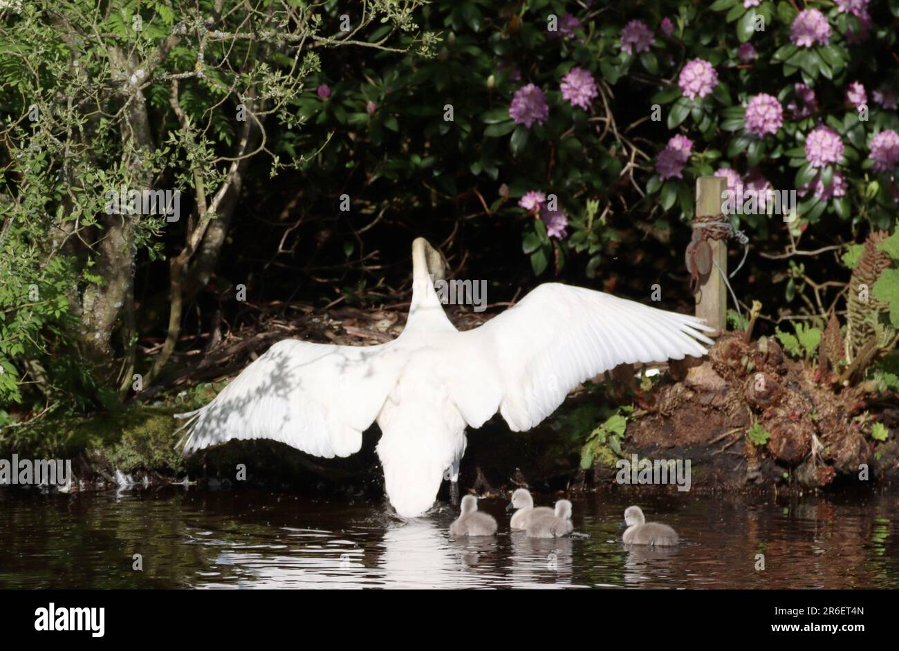 Cygnet street hi-res stock photography and images - Alamy
