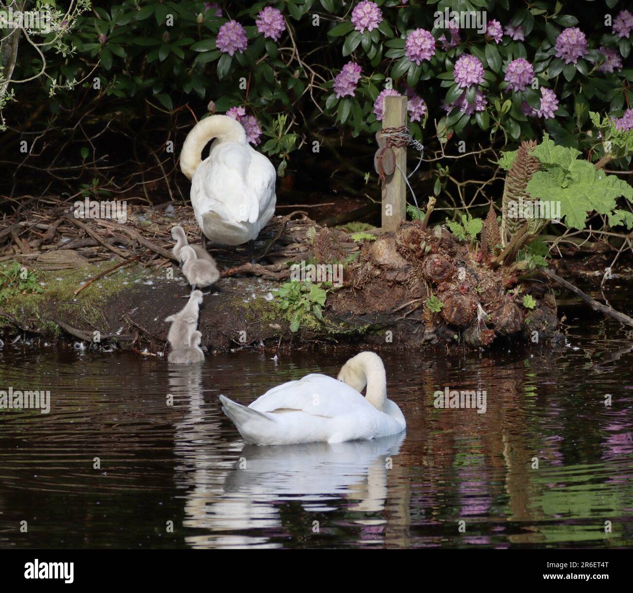 Swan family street hi-res stock photography and images - Alamy