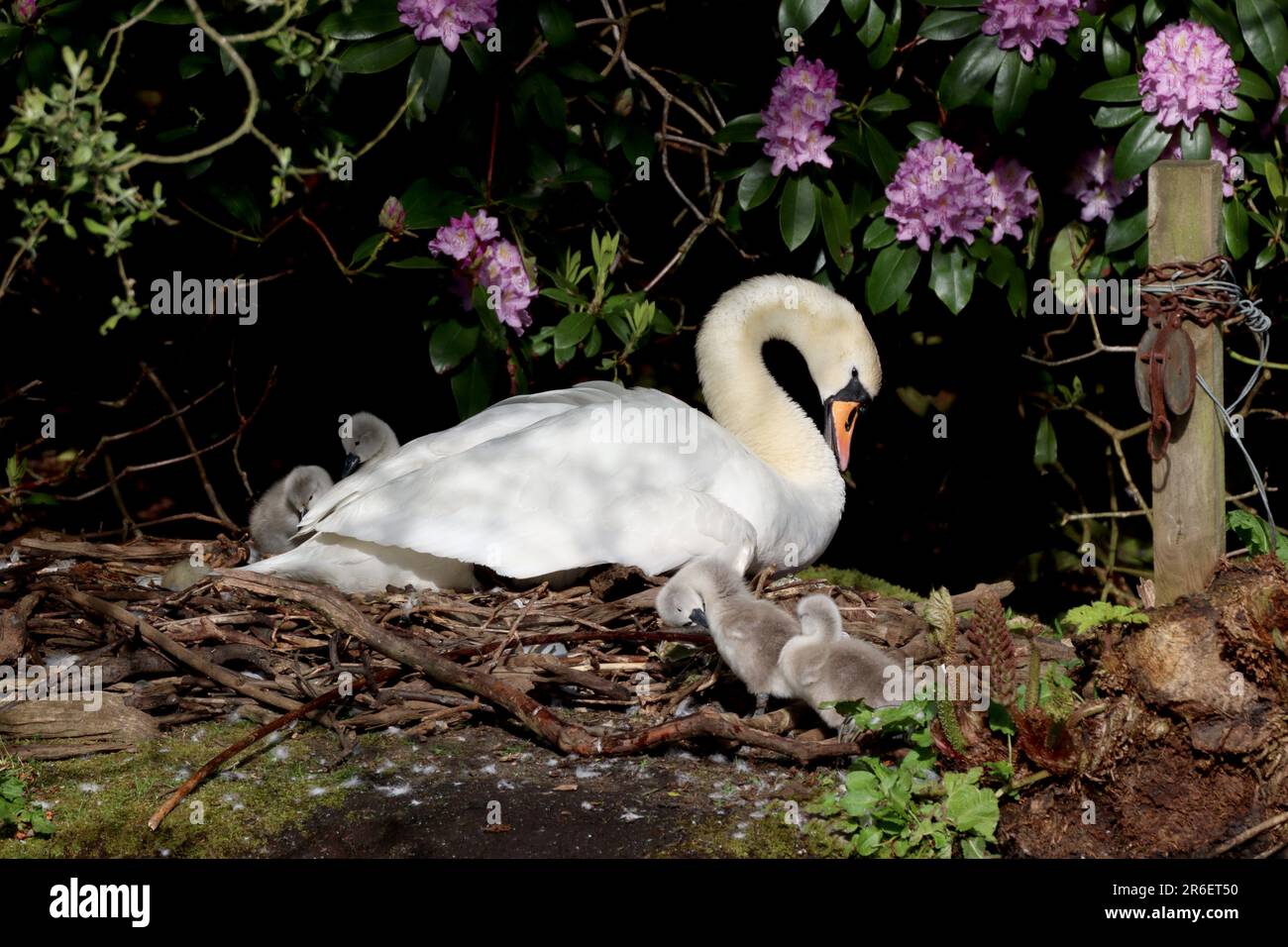 Cygnet street hi-res stock photography and images - Alamy