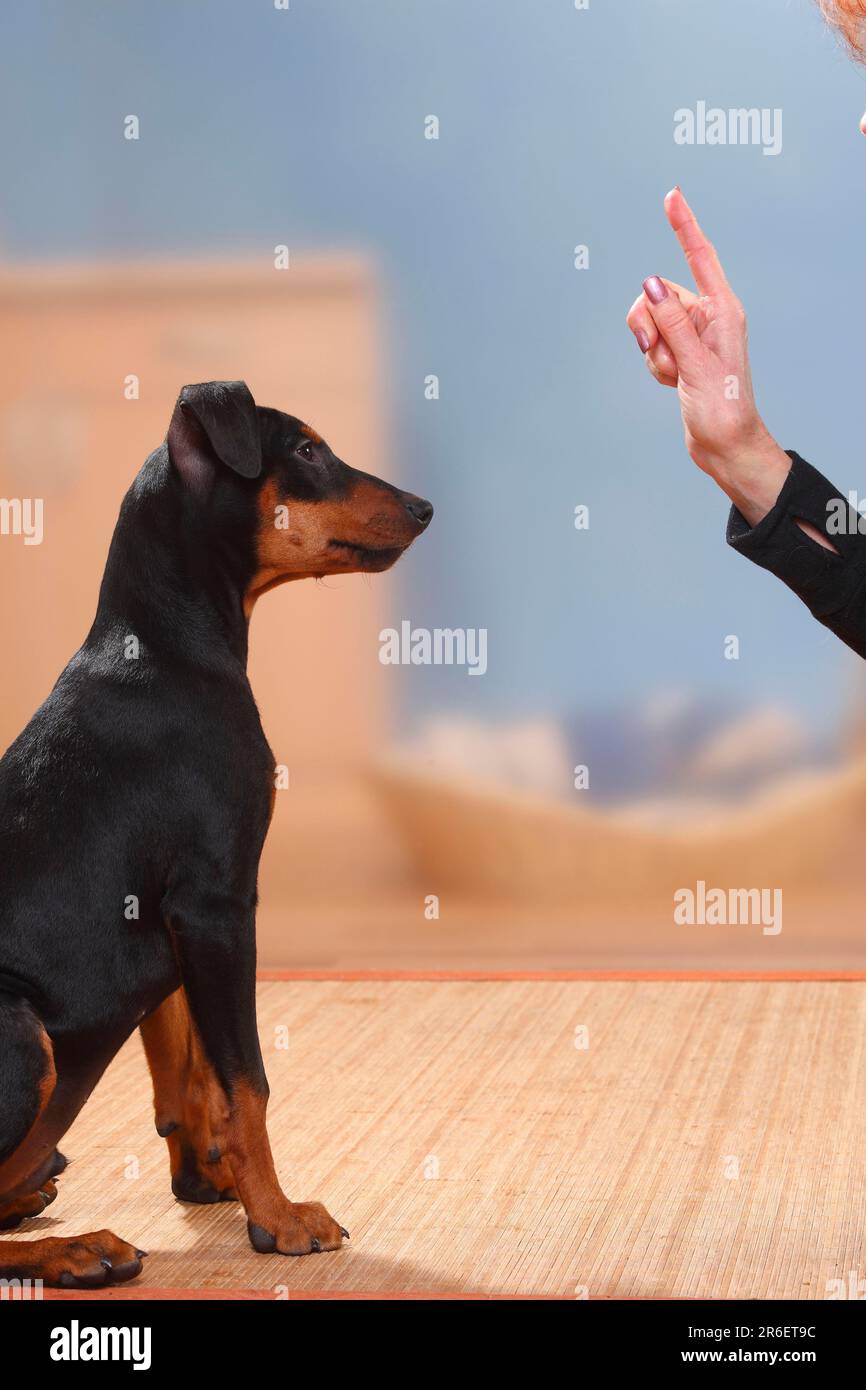German Pinscher, puppy, 17 weeks, exercise sit, raised index finger ...