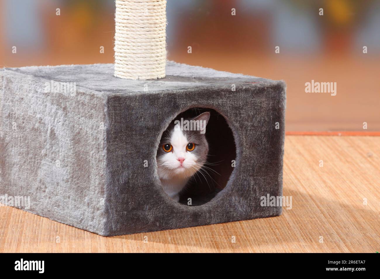 British shorthair cat, blue-white, in den of cat tree, BKH, shy Stock ...