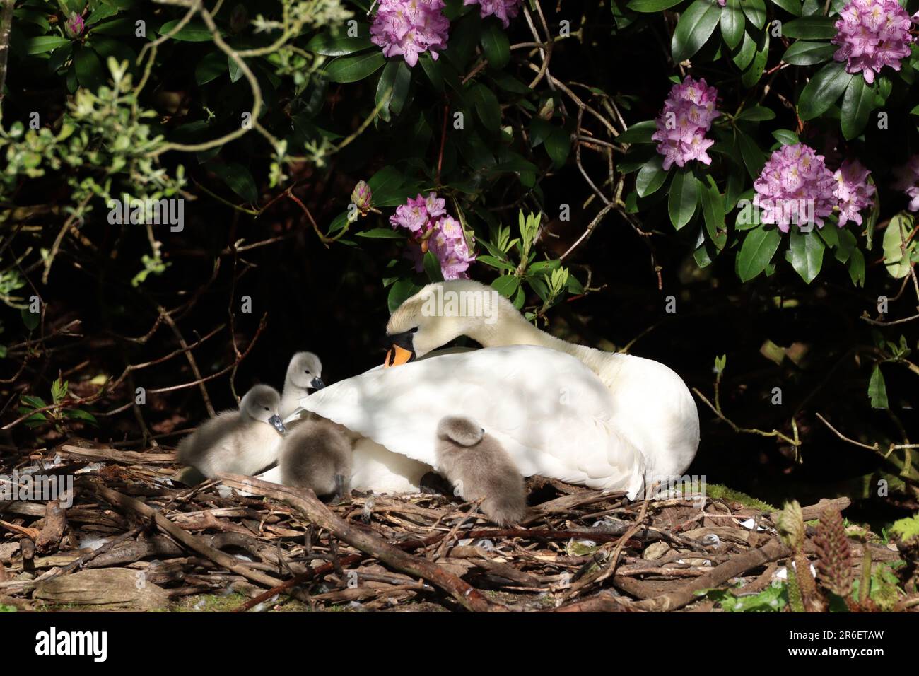 Strichen lake hi-res stock photography and images - Alamy
