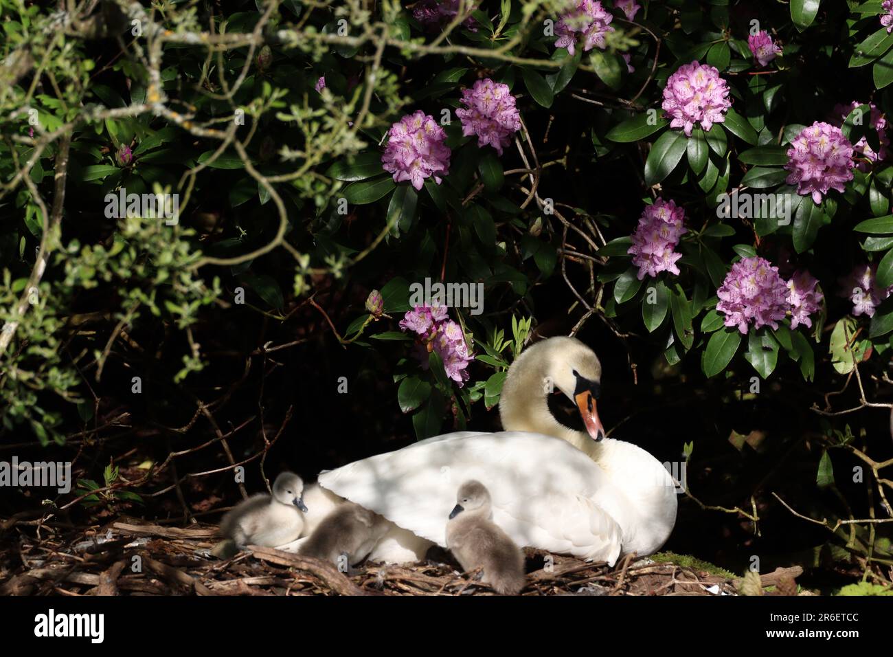 Cygnet street hi-res stock photography and images - Alamy