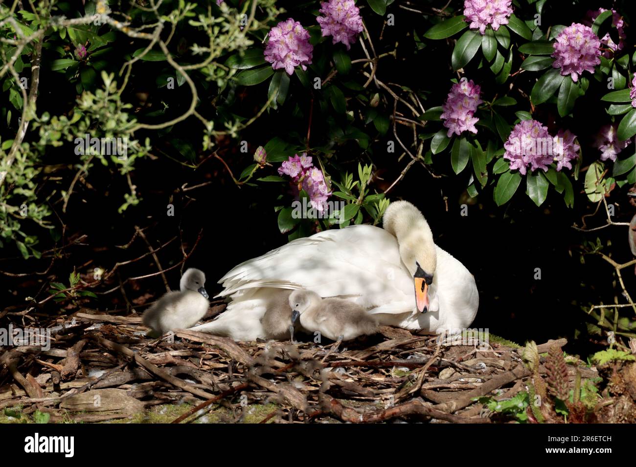 Cygnet street hi-res stock photography and images - Alamy
