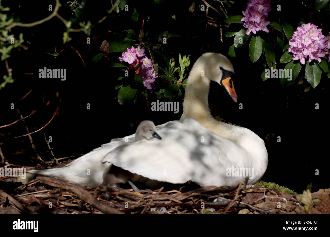 Cygnet street hi-res stock photography and images - Alamy