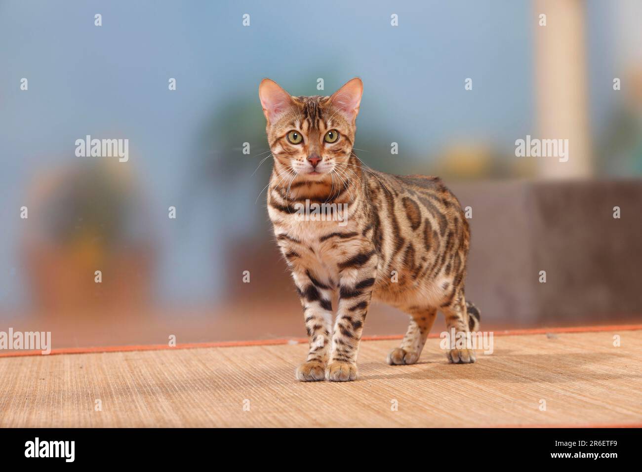 Bengal cat, male, 6 months Stock Photo - Alamy