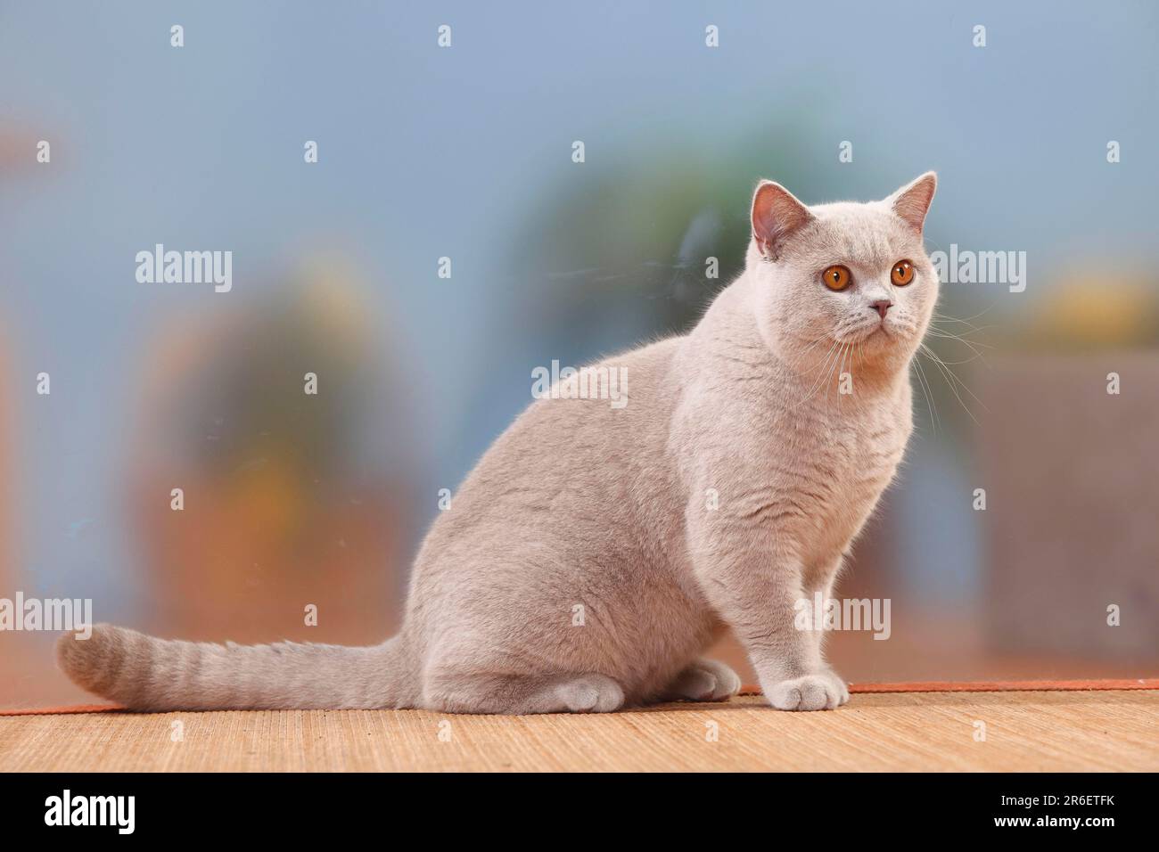 British shorthair cat, male, lilac, 6 months/ BKH Stock Photo - Alamy