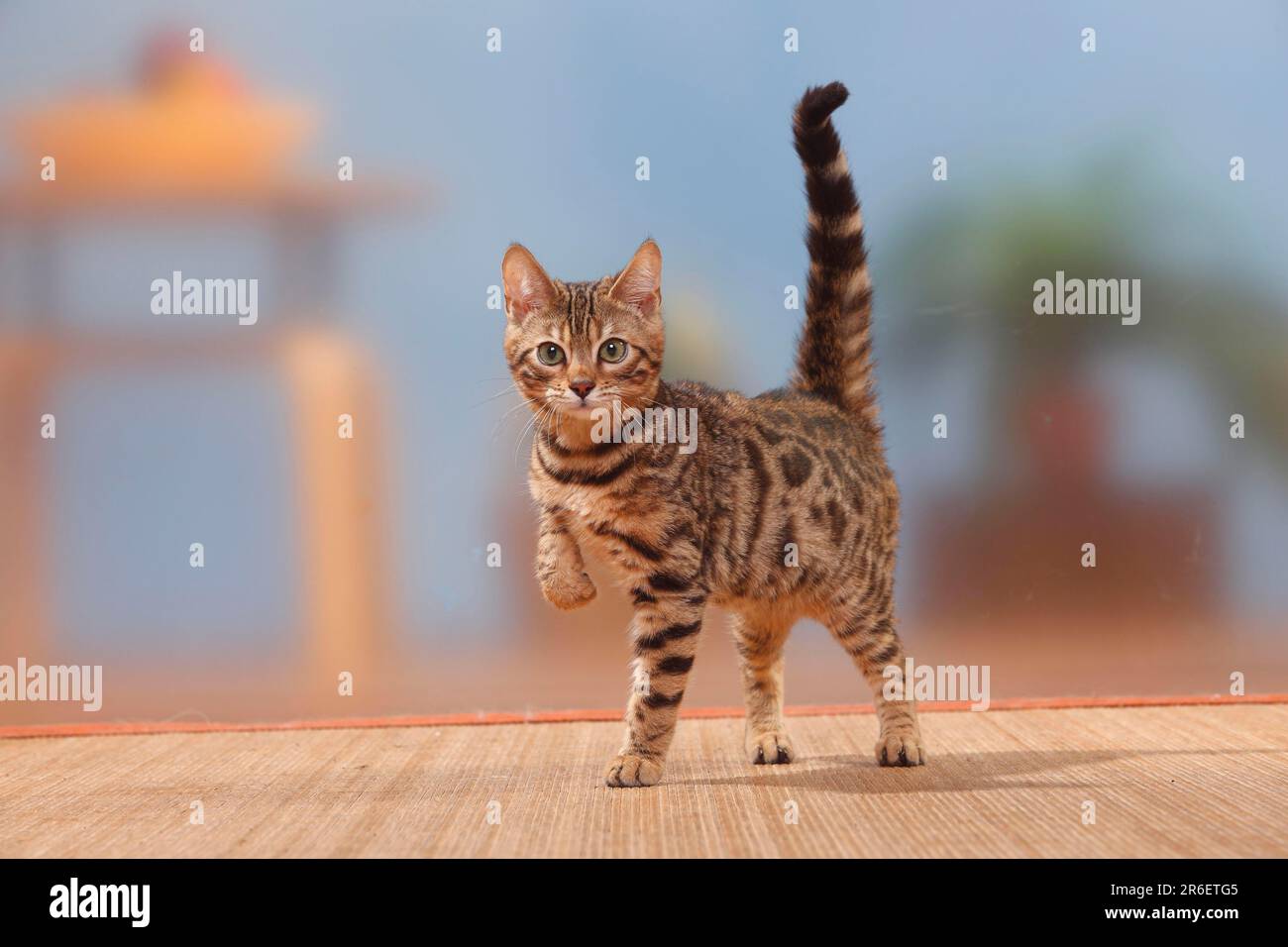 Bengal cat, kitten, male, 3 months, tomcat, paw raised Stock Photo - Alamy