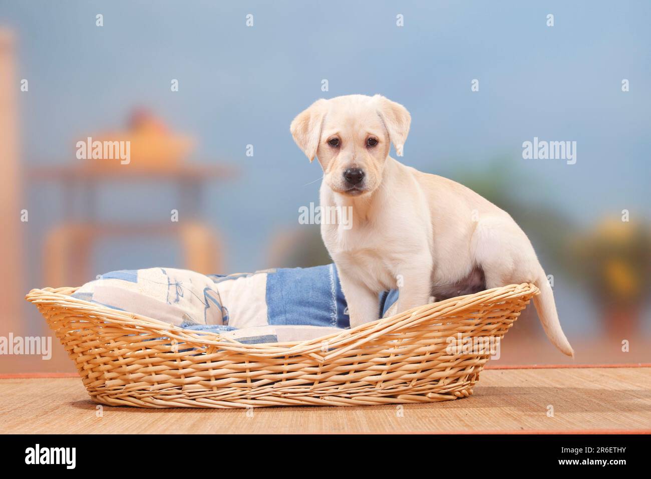Labrador Retriever, Puppy, 9 weeks, Dog Basket, Wicker Basket Stock ...