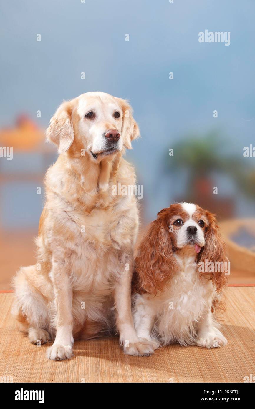 Golden retriever years old cavalier hi-res stock photography and images ...