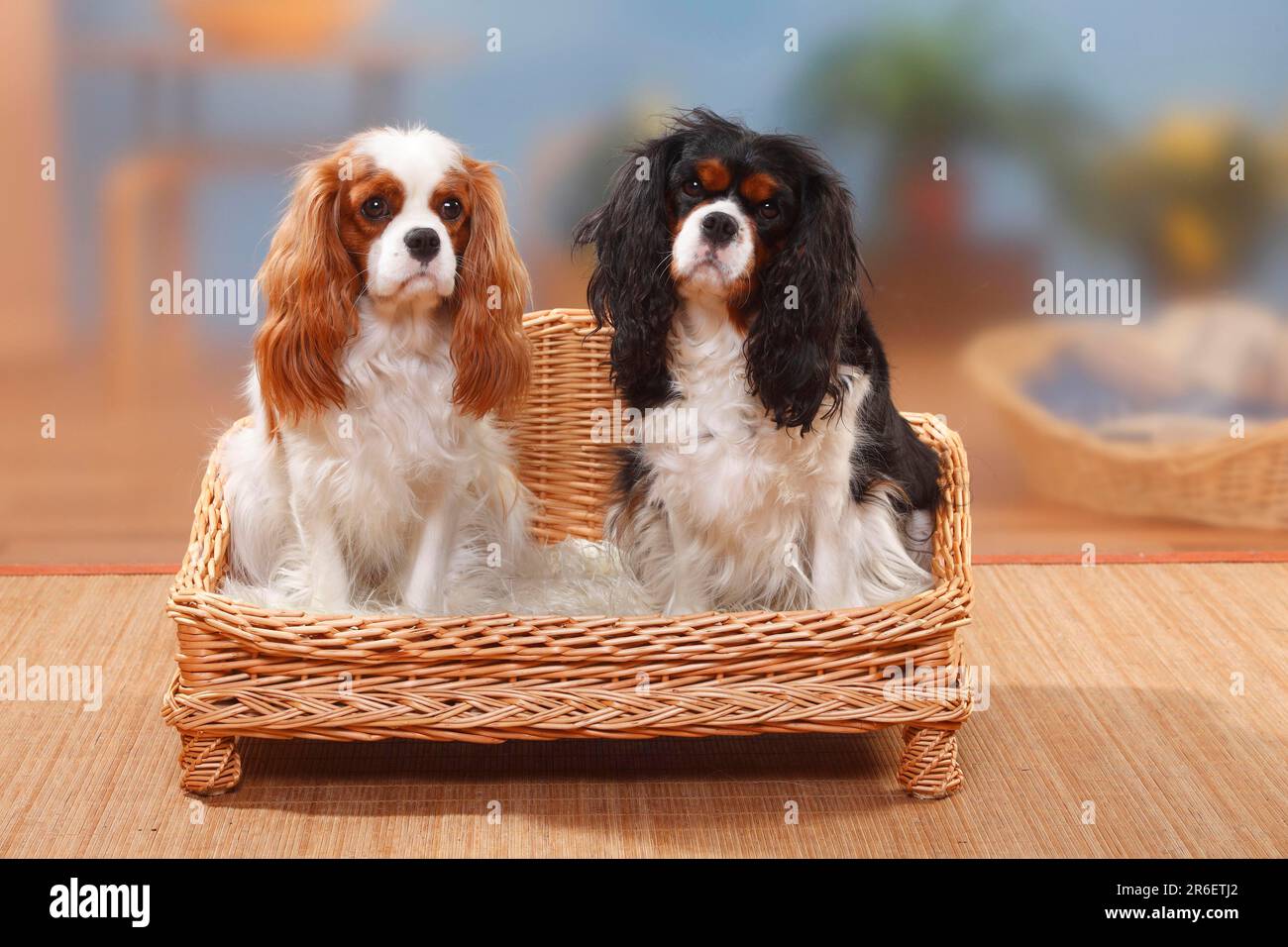 Cavalier King Charles Spaniel, Tricolour and Blenheim Stock Photo - Alamy