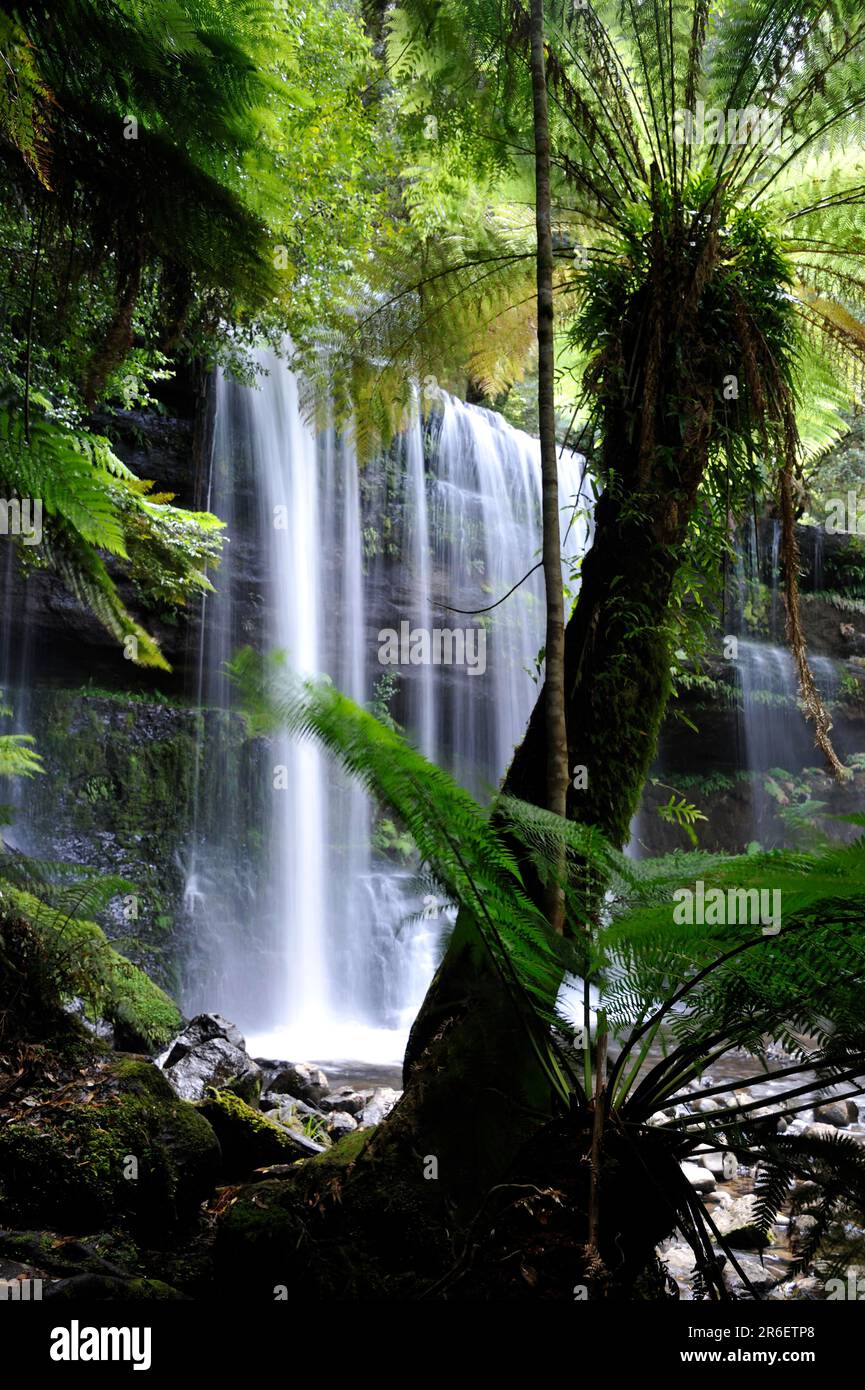 Russel Falls, Mt. Field National Park, Tasmania, Tree Ferns, Australia ...