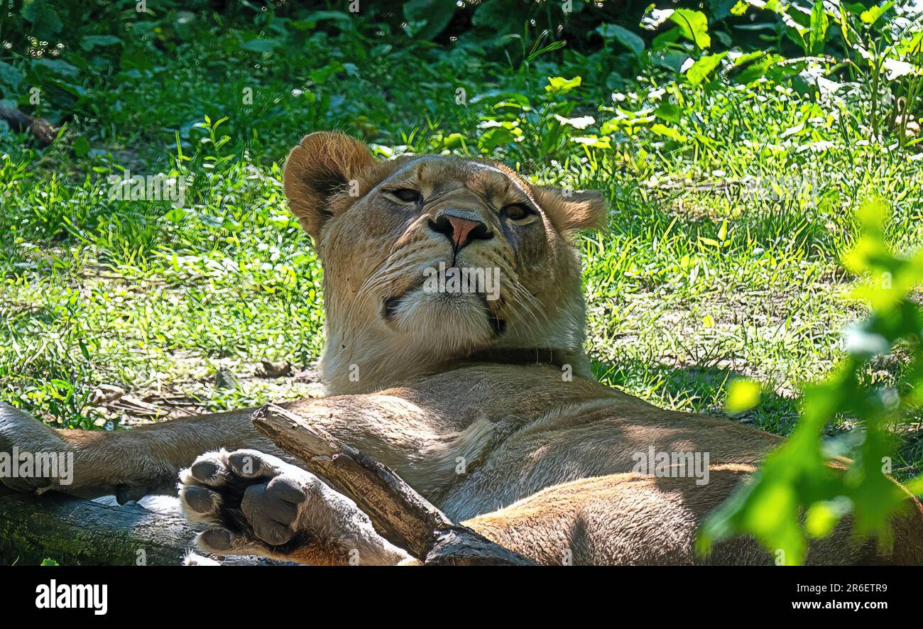 Regal repose hi-res stock photography and images - Alamy