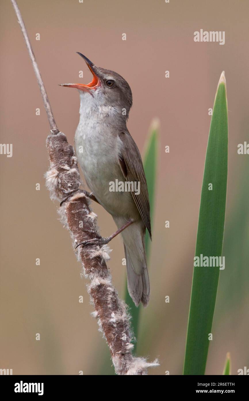 Great Reed Warbler (Acrocephalus arundinaceus), Greece Stock Photo - Alamy