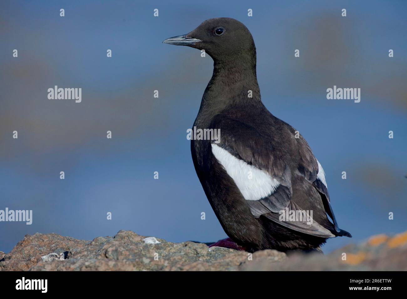 Black Guillemot (Cepphus grylle), Iceland Stock Photo - Alamy