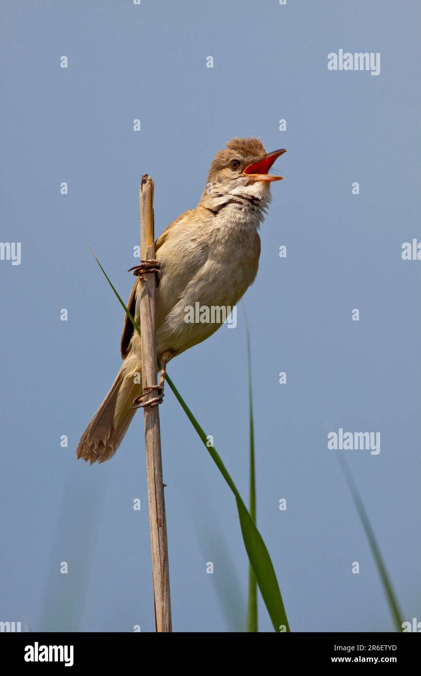 Great Reed Warbler (Acrocephalus arundinaceus), Greece Stock Photo - Alamy