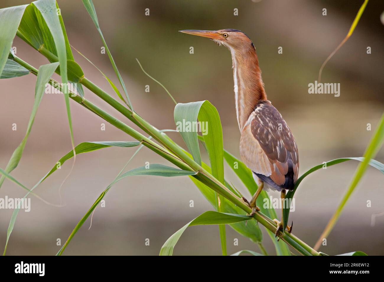 Little bittern (Ixobrychus minutus), female, Little Bittern, Greece ...