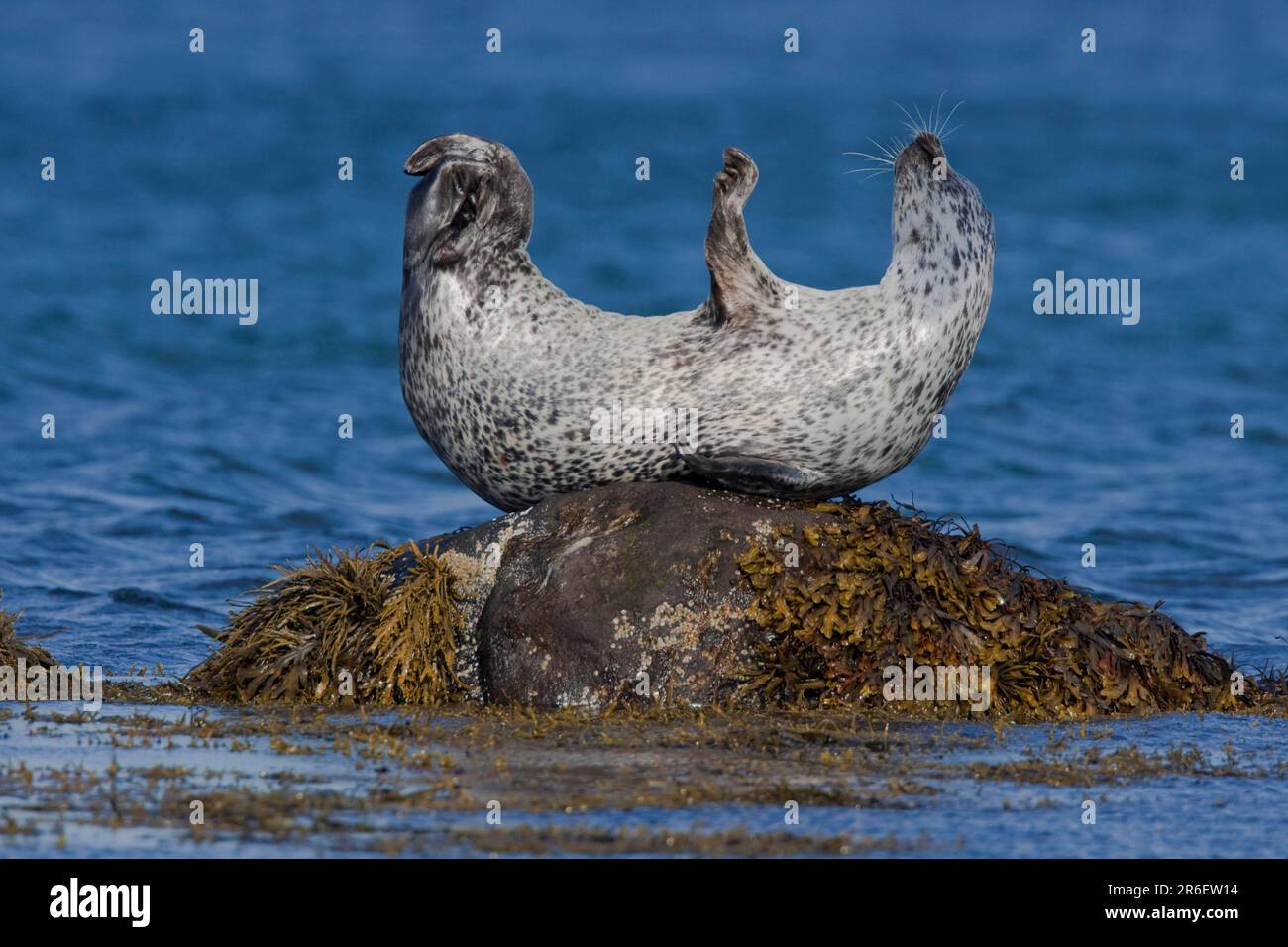 Harbour Seal (Phoca vitulina), Iceland, Common Seal Stock Photo - Alamy