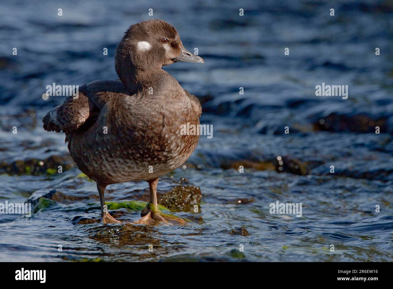 Female harlequin duck hi-res stock photography and images - Alamy