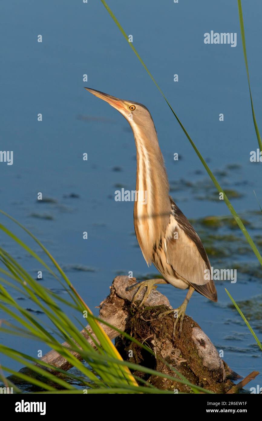 Little bittern (Ixobrychus minutus), female, Little Bittern, Greece ...