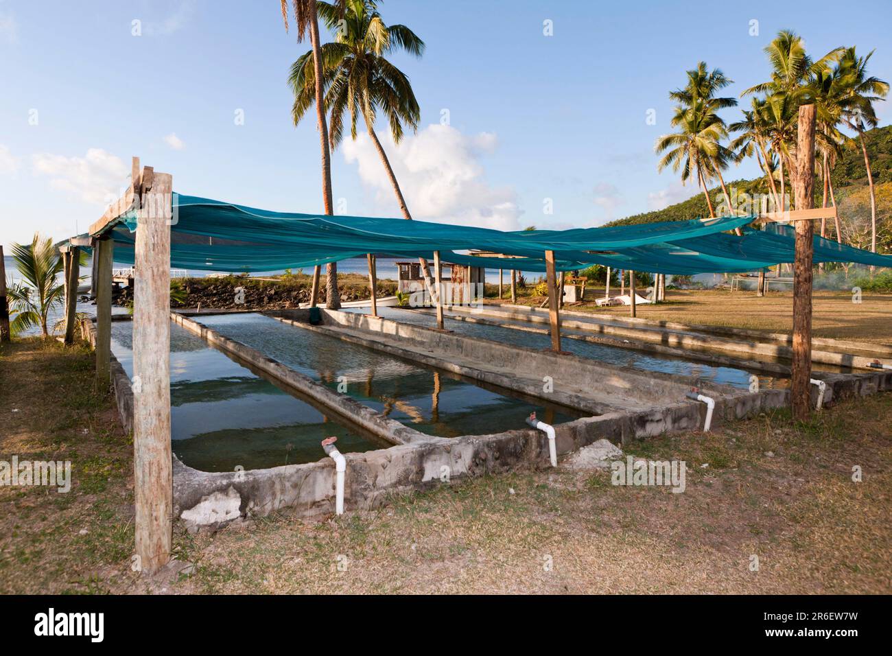 Giant clam (Tridacna gigas) farm, Makogai, Giant clam, Fiji, Fiji ...