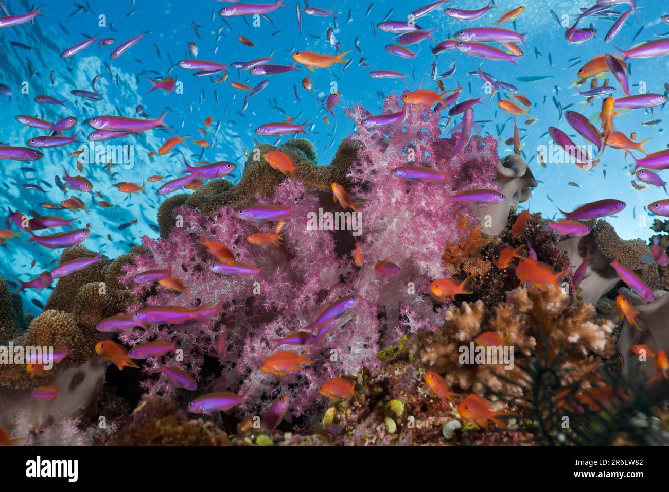 Coral reef, Namena Marine Park, Fiji, Fiji Islands, Fiji Stock Photo ...