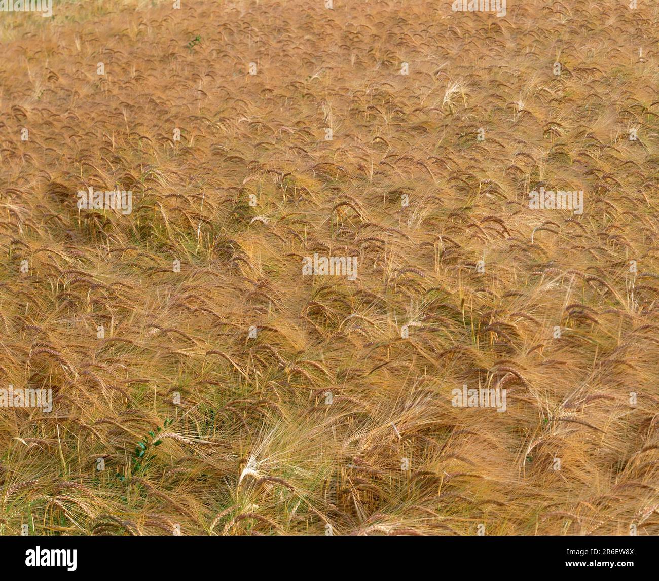 Rye field landscape germany hi-res stock photography and images - Alamy