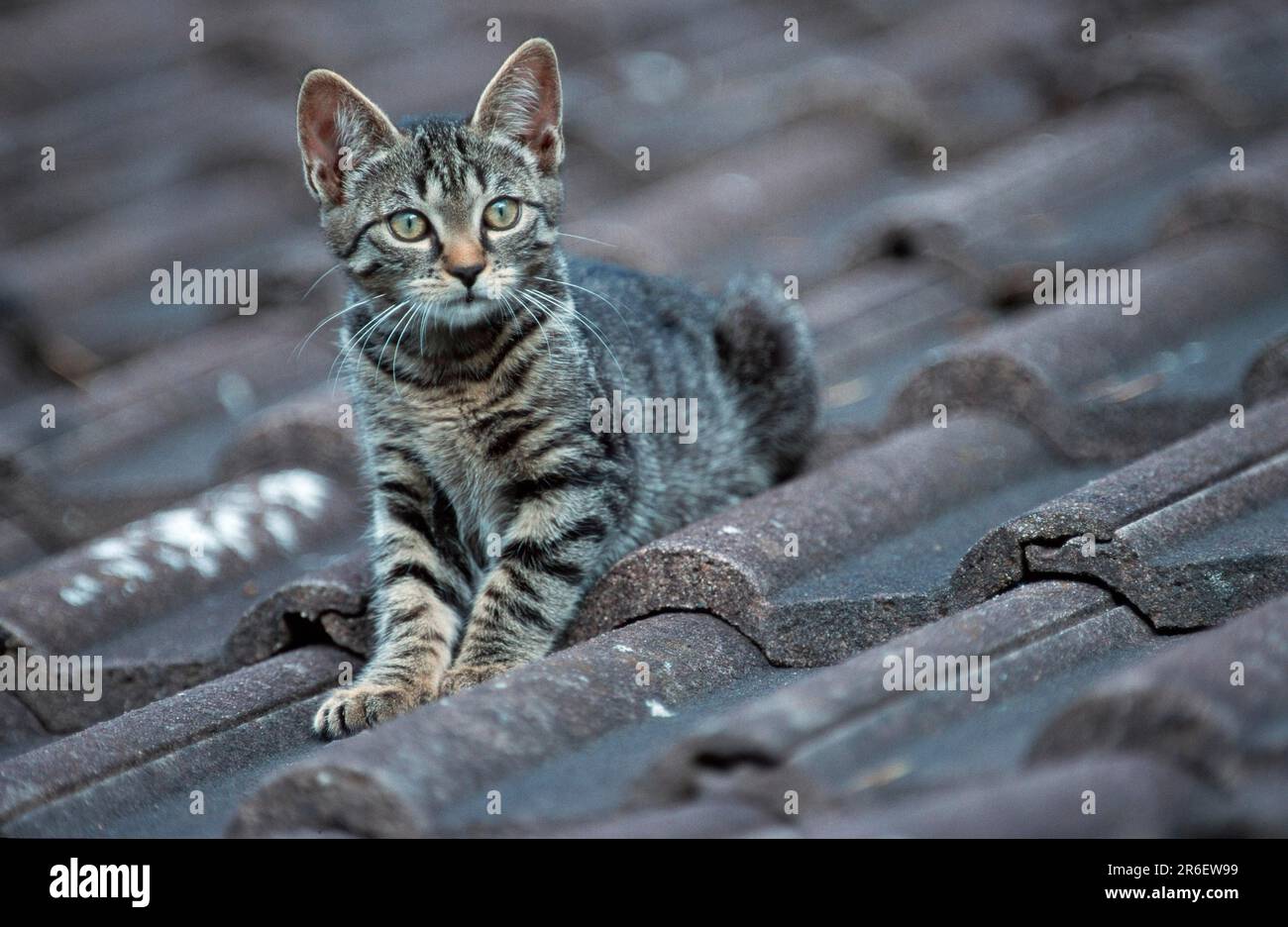 Domestic Cat, domestic cat (mammals) (animals) (pet) (short-haired ...
